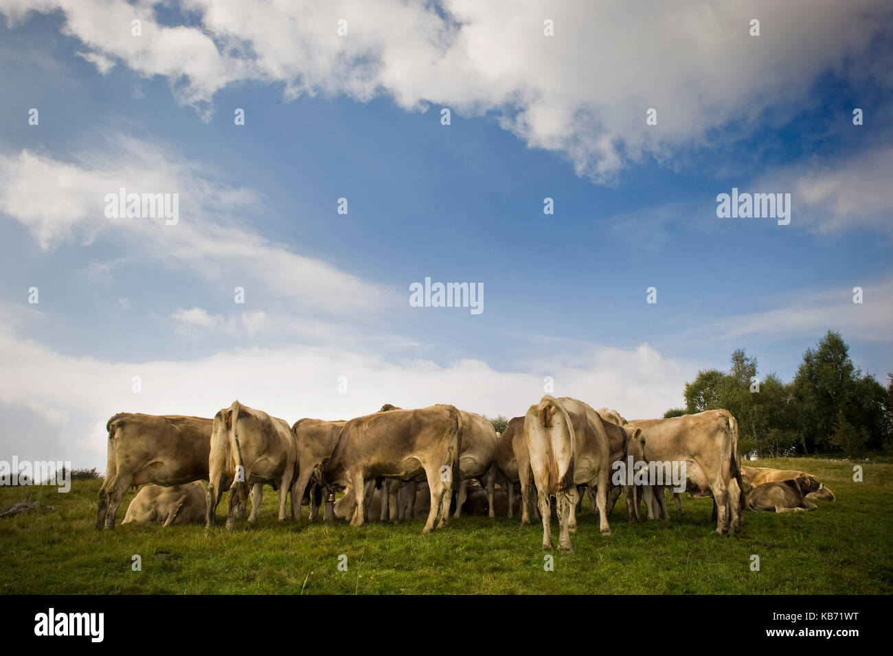 Cows in pasture, Taleggio valley, Lombardy, Italy Stock Photo - Alamy