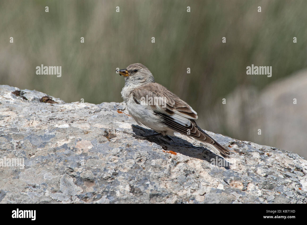 Female Snowfinch Montifringilla nivalis also called white winged finch ...