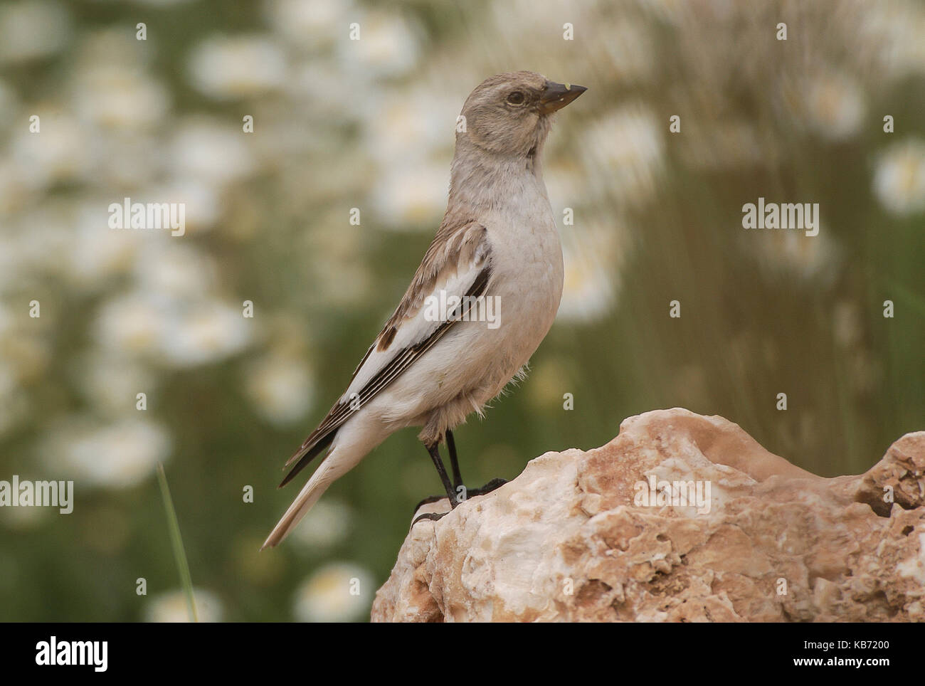 Female Snowfinch Montifringilla nivalis also called white winged finch ...