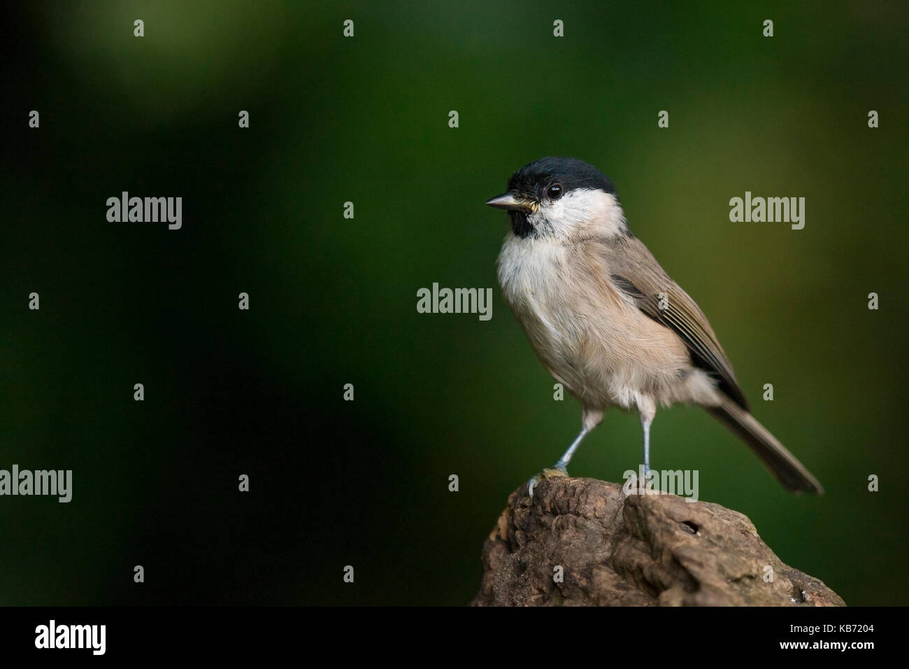 Willow Tit (Poecile montanus) resting in dark forst, The Netherlands ...