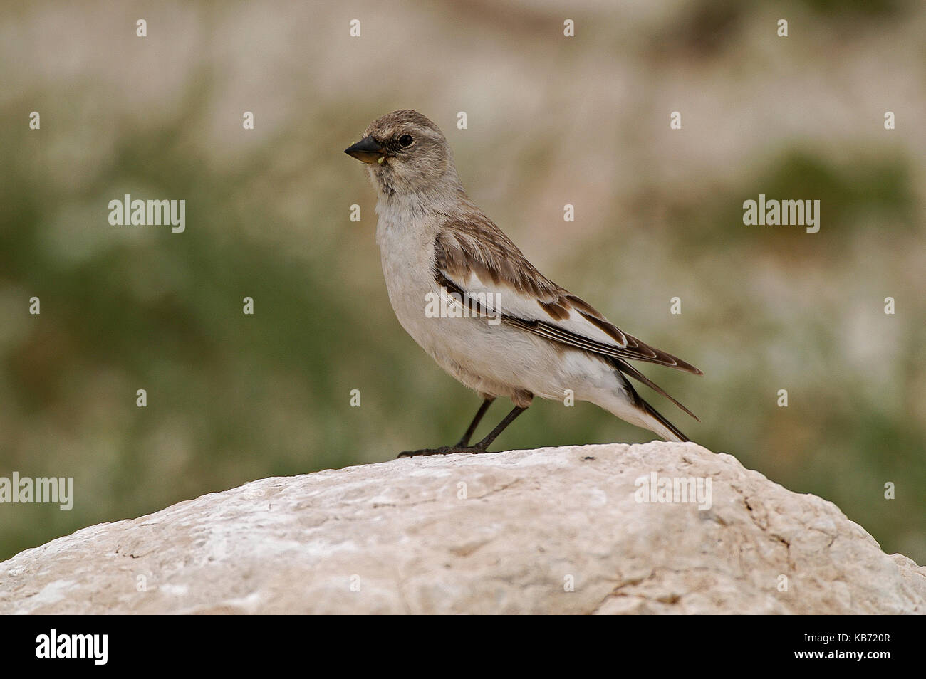 Female Snowfinch Montifringilla nivalis also called white winged finch ...