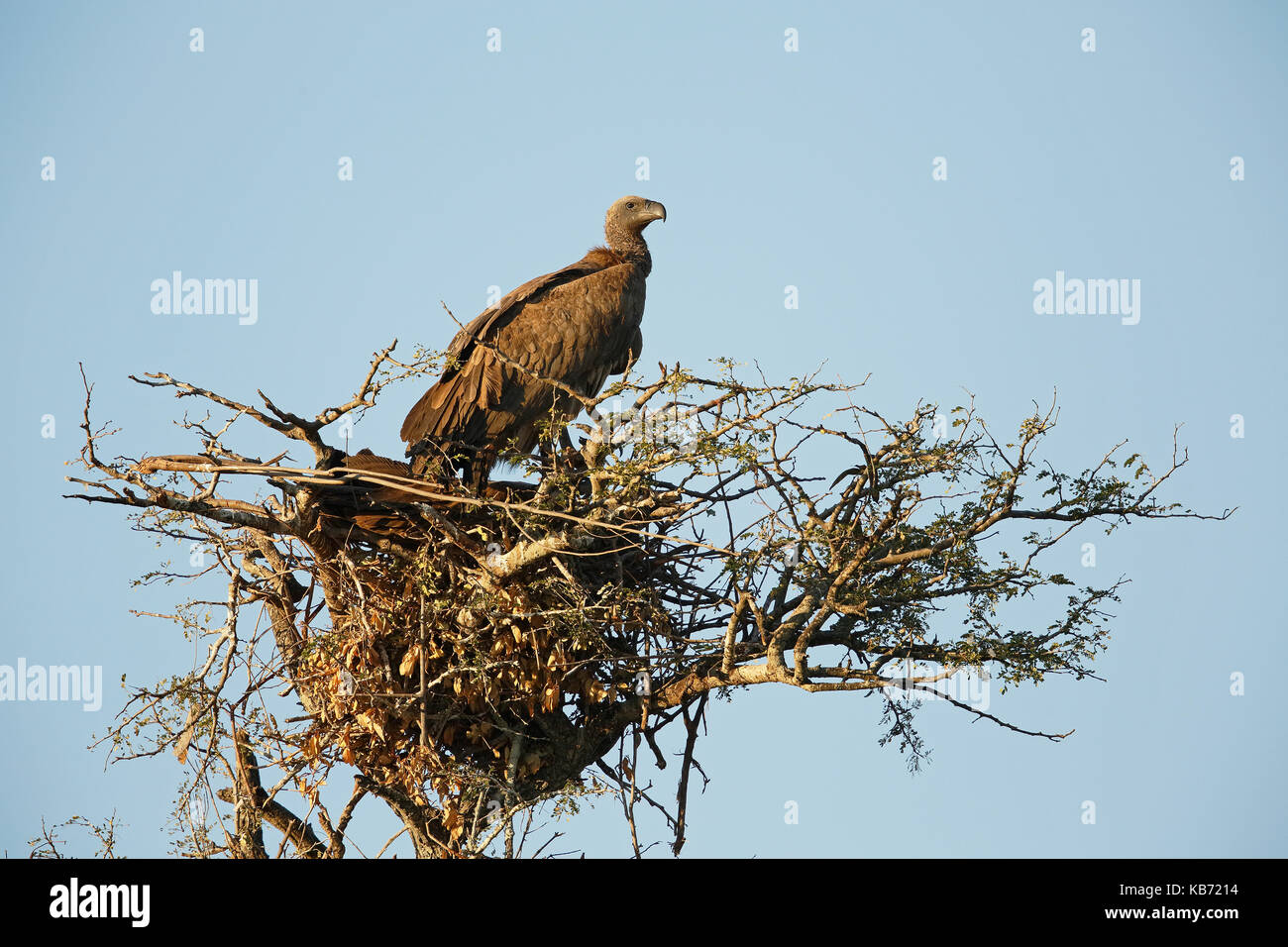 White-backed Vulture (Gyps africanus) at the nest, South Africa ...