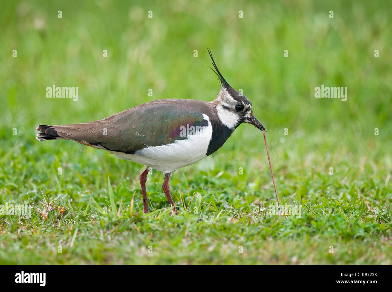 Bird pulling worm hi-res stock photography and images - Alamy