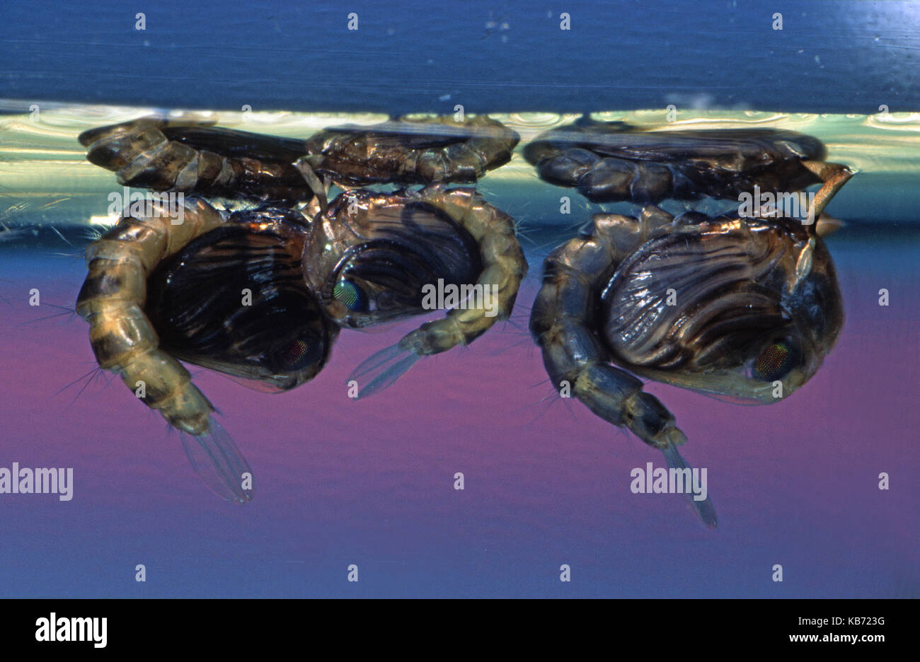 Mosquito Culex Pipiens Pupae At The Water Surface Belgium Stock