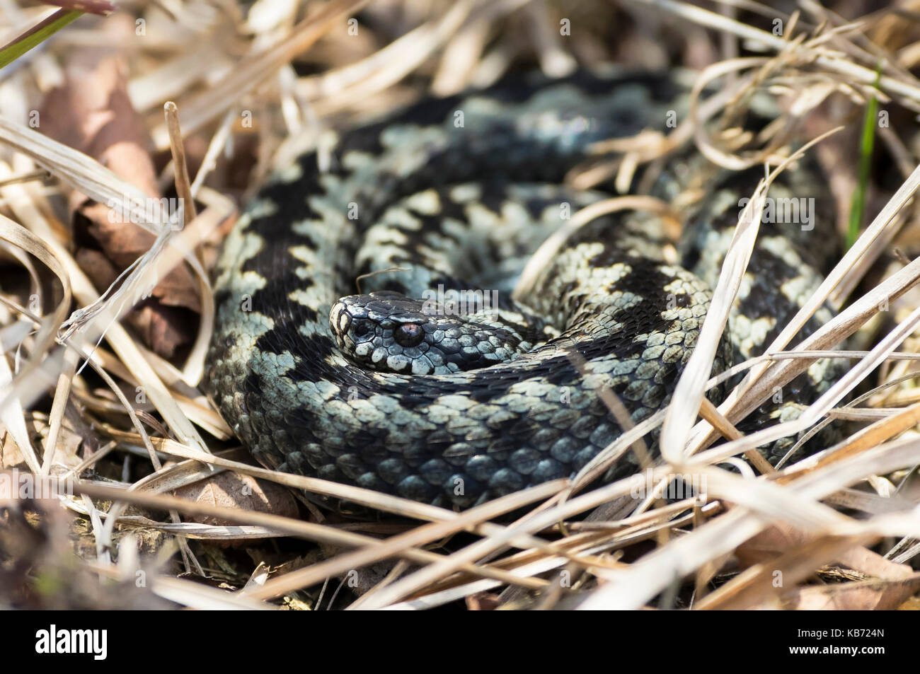 European Adder (Vipera berus) basking in grass, The Netherlands ...