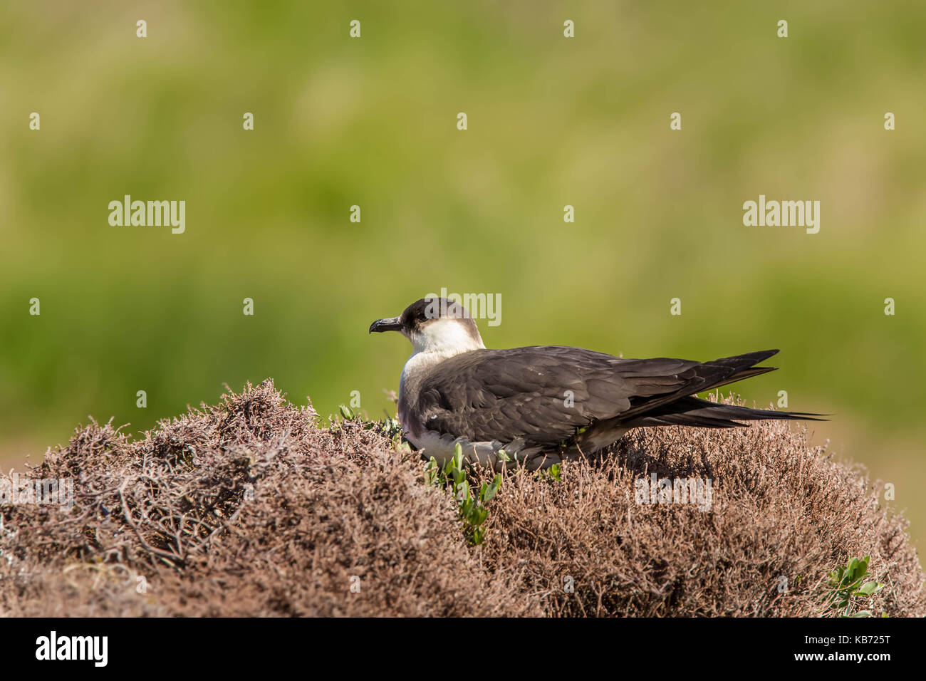 Arctic Skua (Stercorarius parasiticus) in pale phase plumage on nest ...