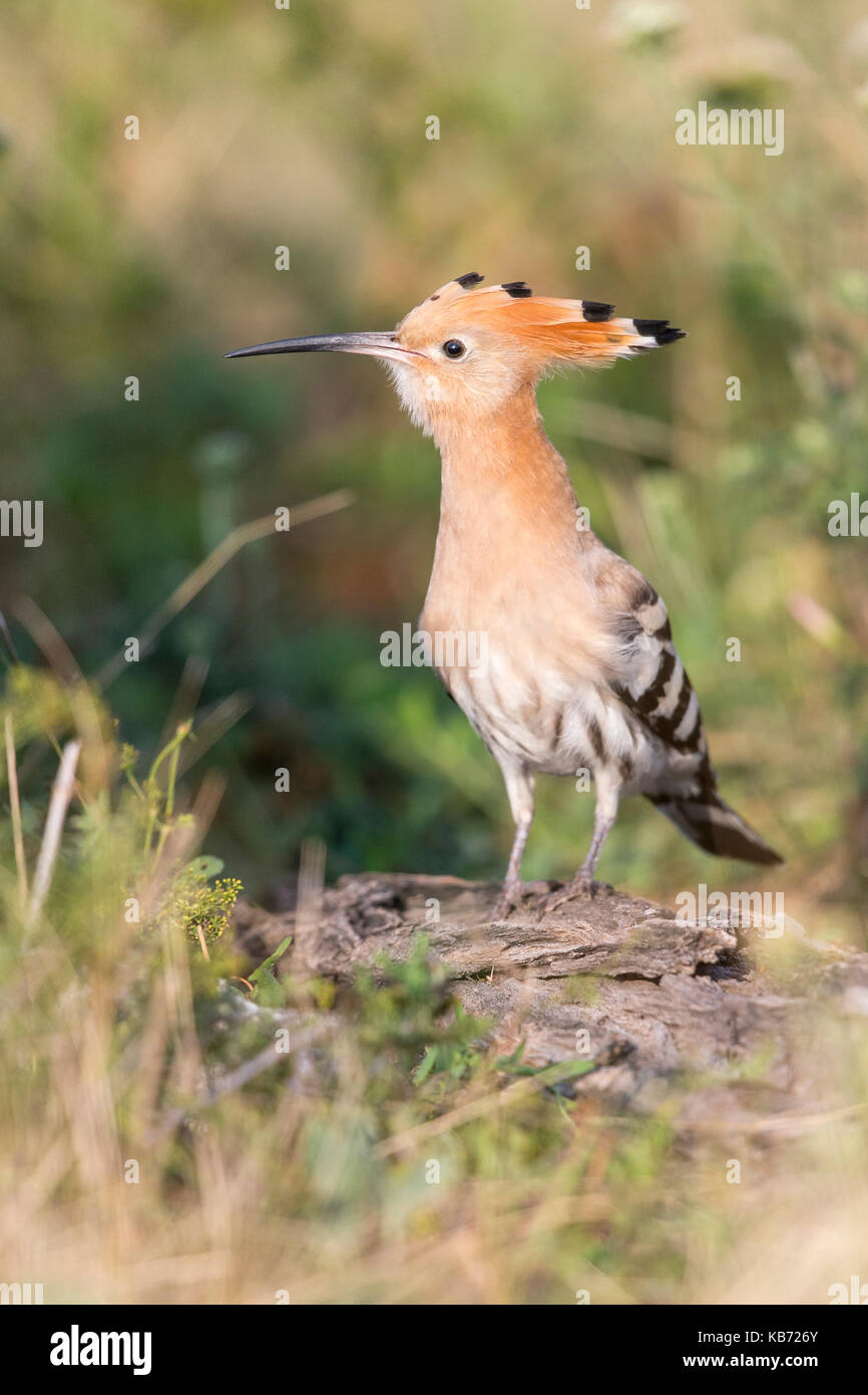 Koros maros national park hi-res stock photography and images - Alamy