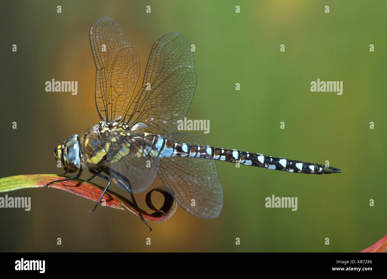 Blue Emperor (Anax imperator) resting on a leaf, Belgium Stock Photo ...