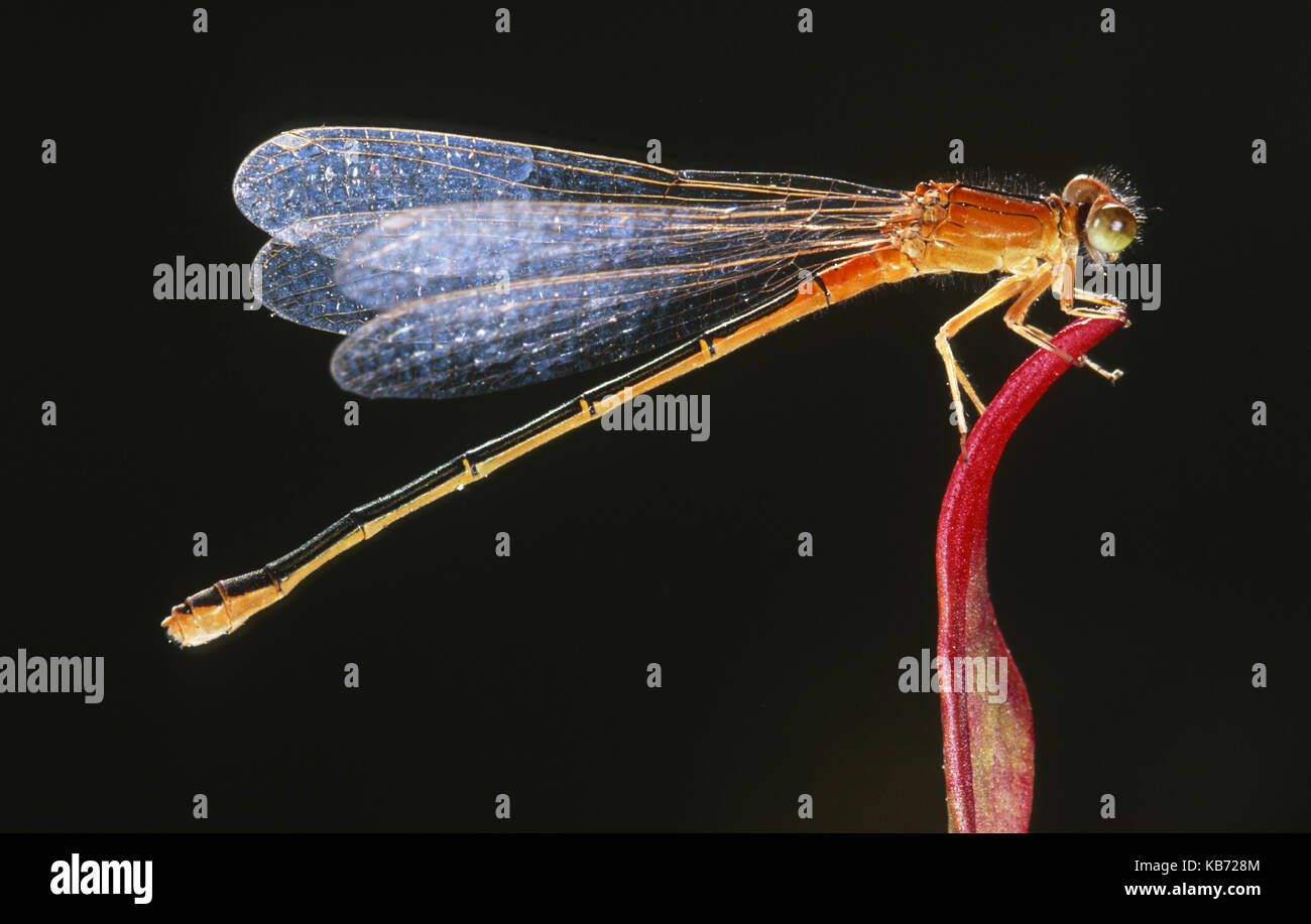 Large Red Damselfly (Pyrrhosoma nymphula) resting on top of a plant ...