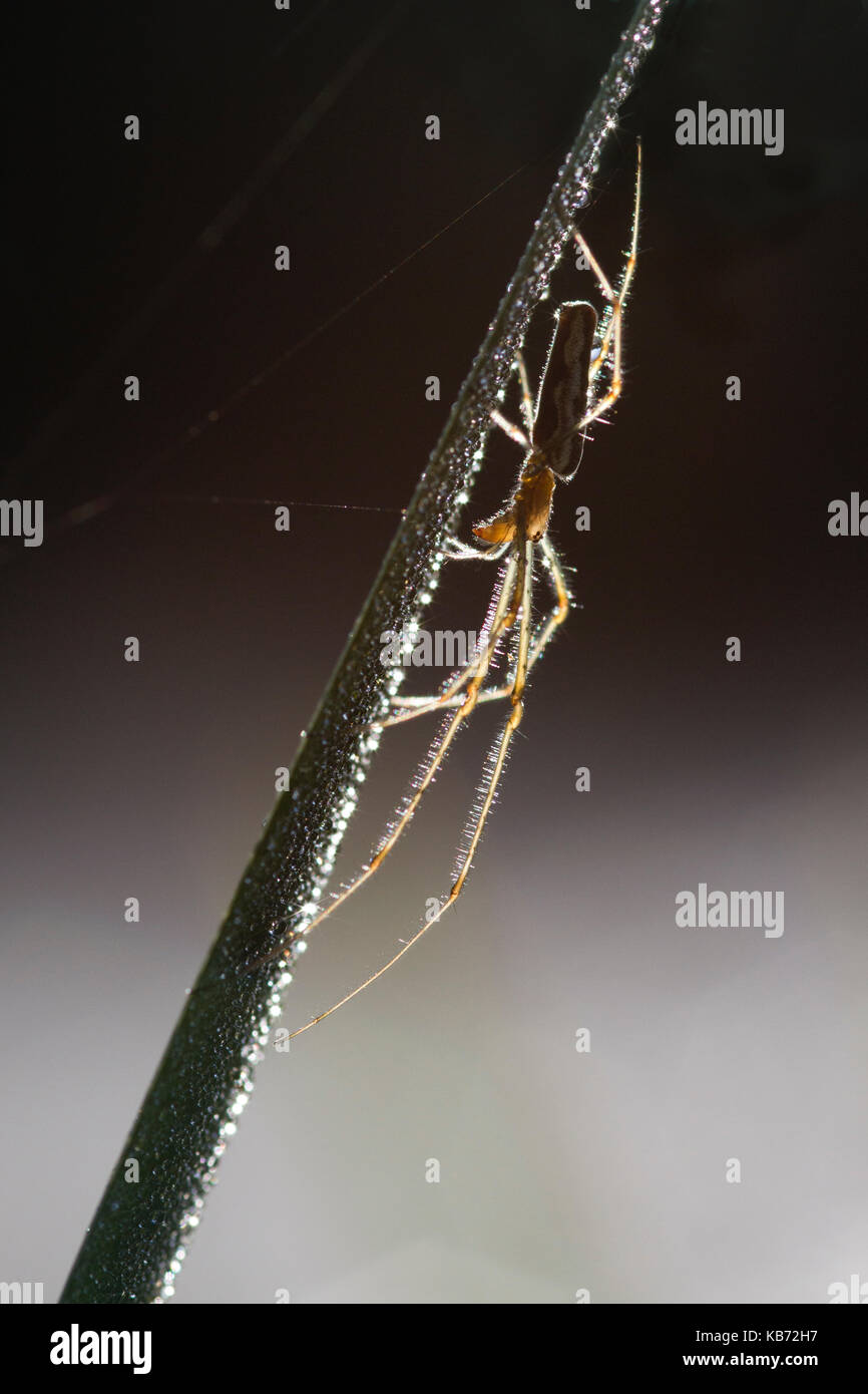 European grass spider hi-res stock photography and images - Alamy