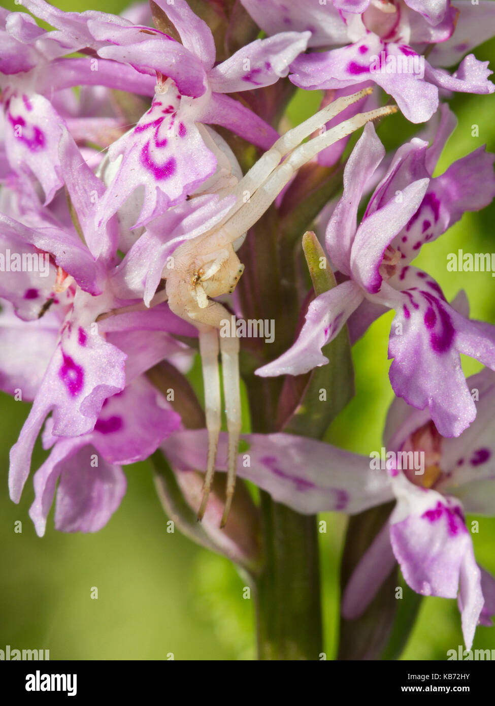 Spider crab united kingdom hi-res stock photography and images - Alamy