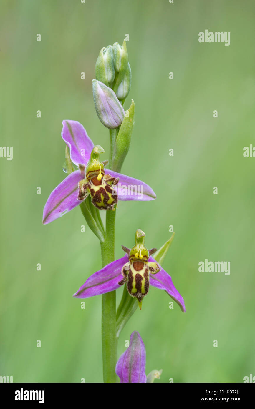 Detail of Wasp Orchid (Ophrys apifera trollii) flowers, a variant of ...