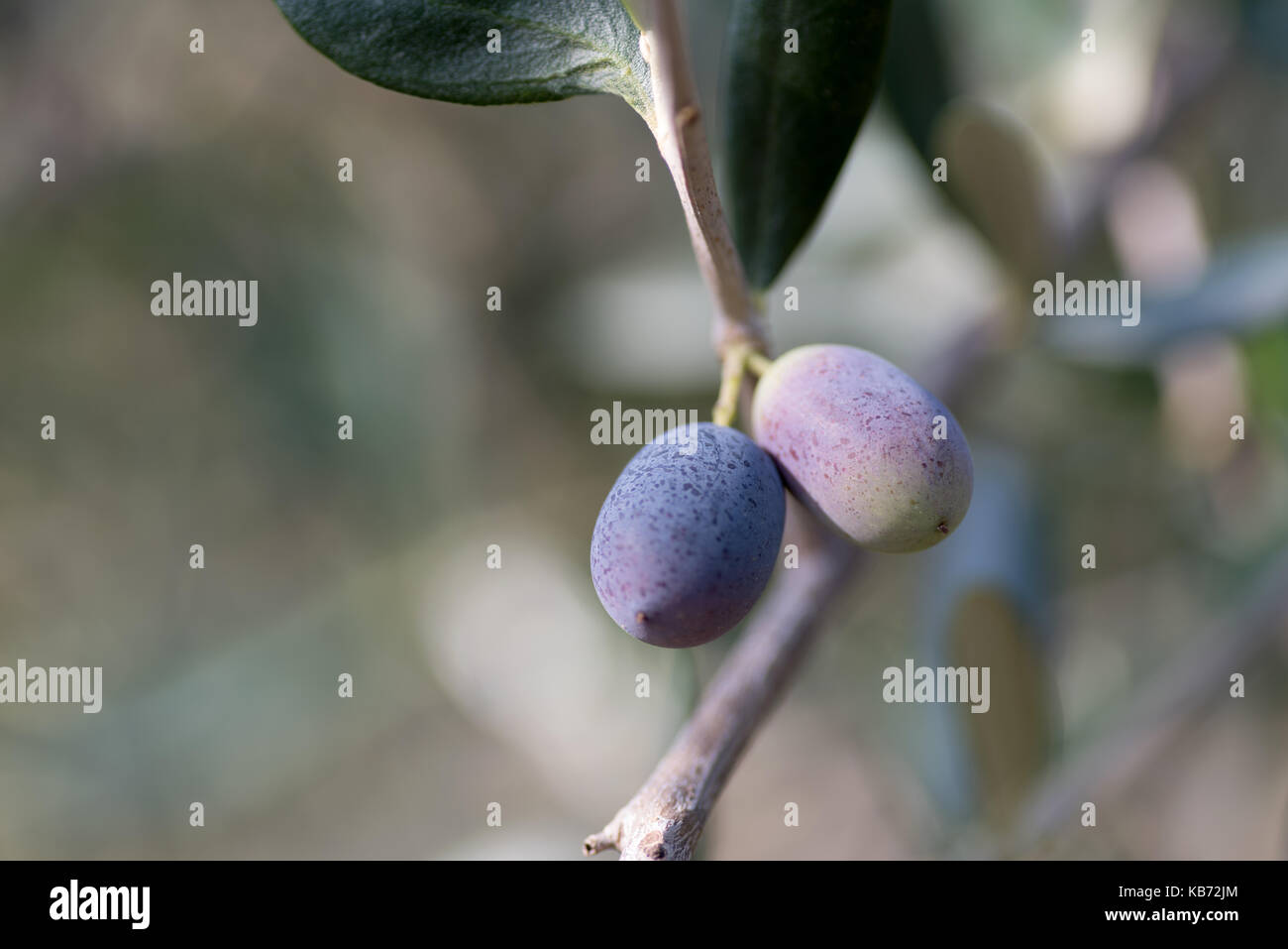 Olives on the olive tree Stock Photo - Alamy
