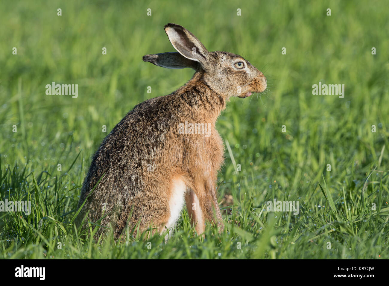 European Hare (Lepus europaeus) stretching on meadow, The Netherlands ...