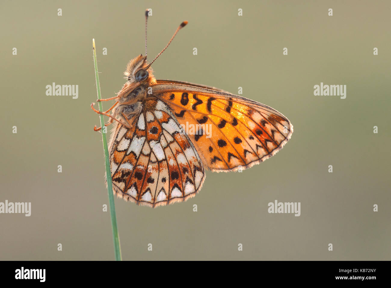 Silver bordered fritillary butterfly hi-res stock photography and ...