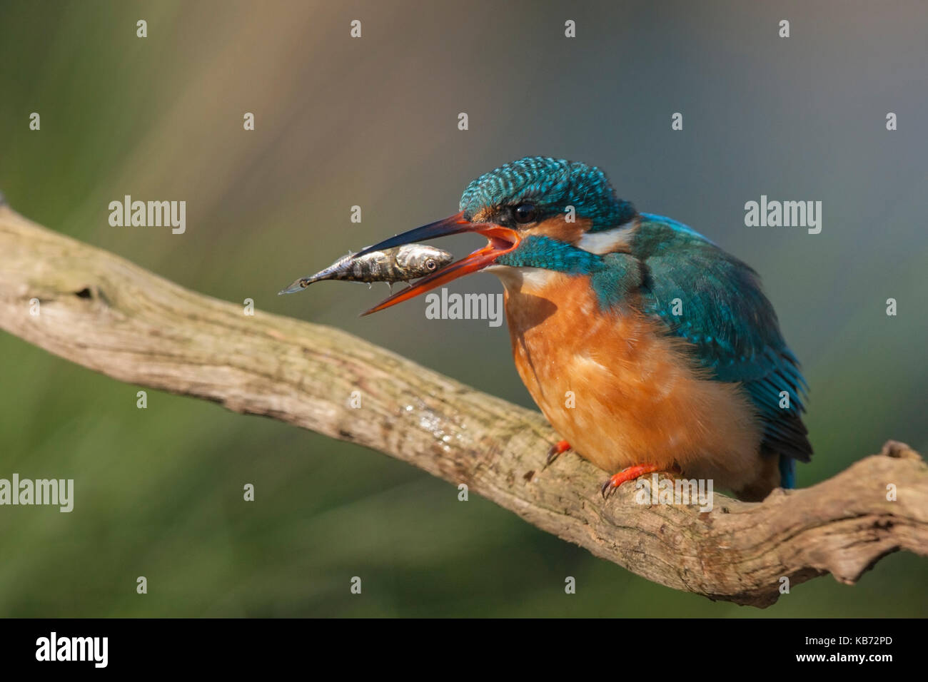 Common Kingfisher (Alcedo atthis) eating a Three-spined Stickleback ...