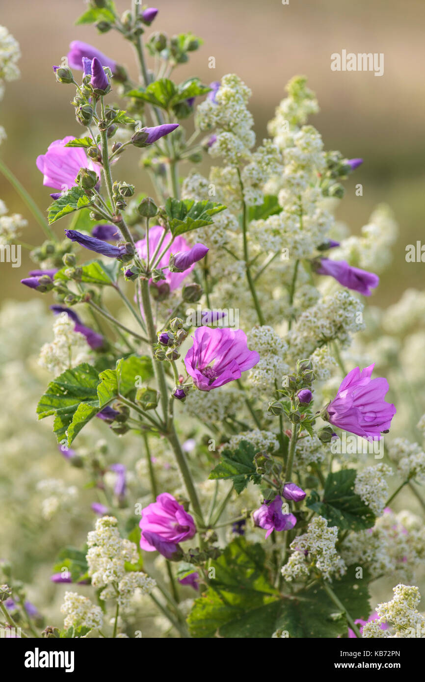 Bouquet of Common Mallow (Malva sylvestris) and Hedge Bedstraw (Galium ...