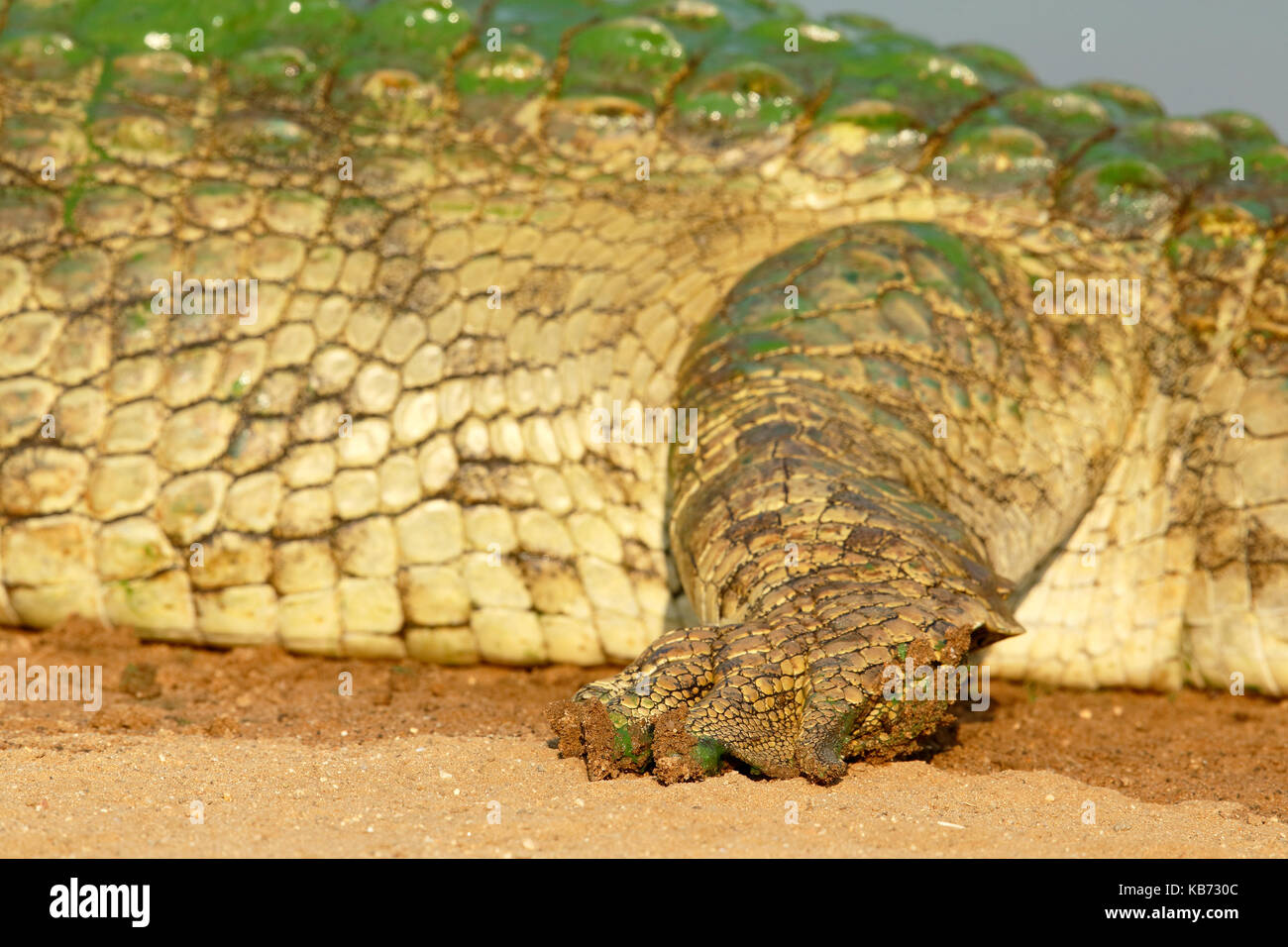 Crocodile leg hi-res stock photography and images - Alamy