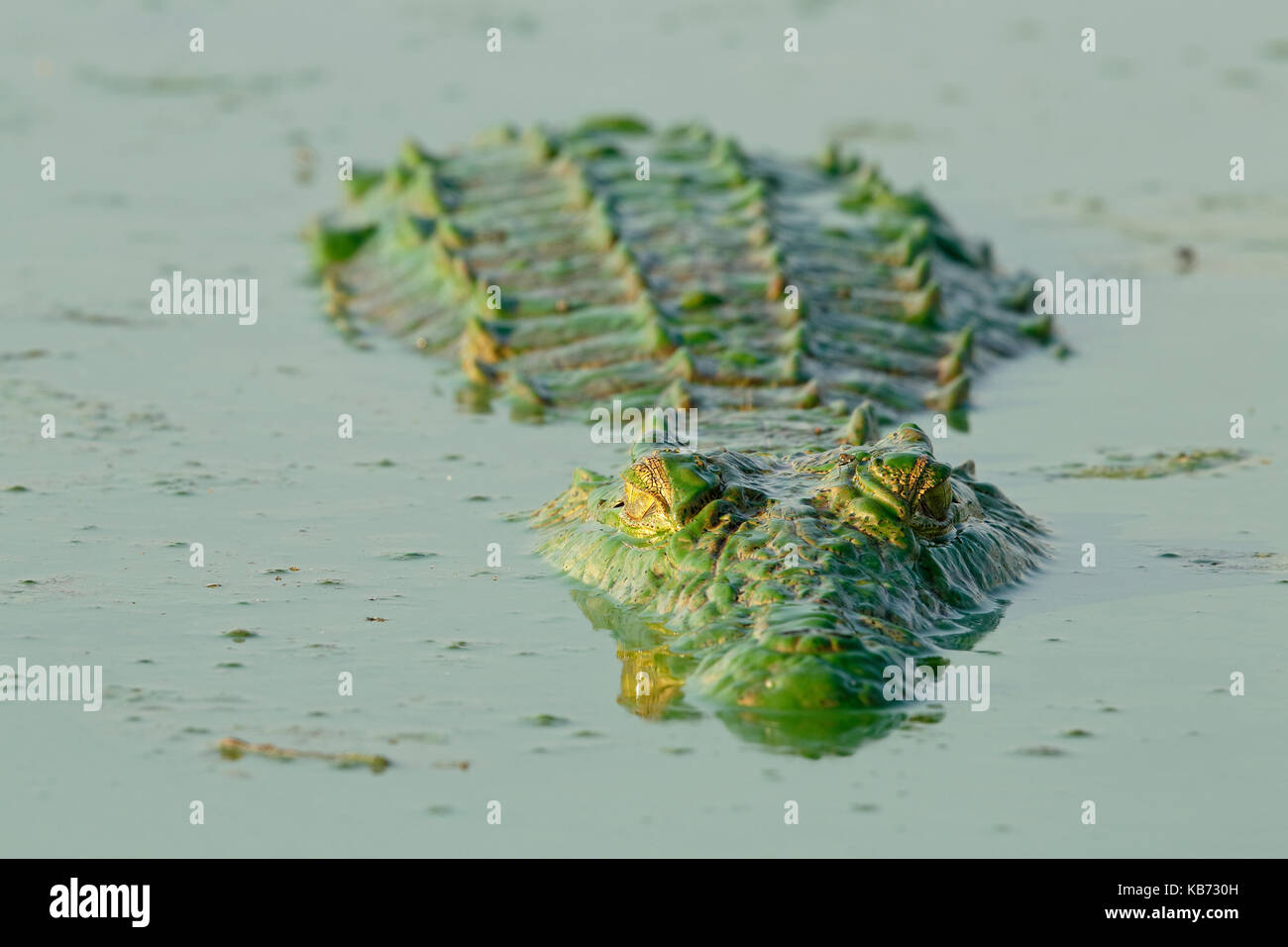 Nile Crocodile (Crocodylus niloticus) floating on water surface. The ...