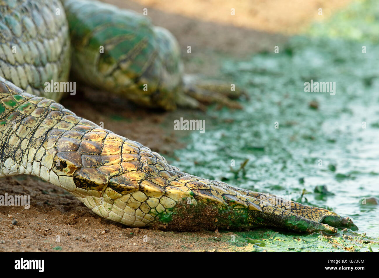 Crocodile leg hi-res stock photography and images - Alamy