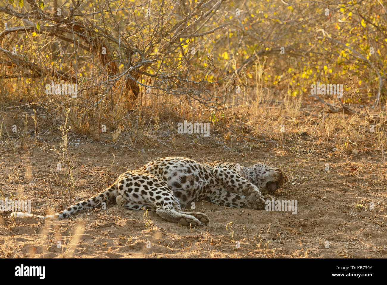 The body of a dead Leopard (Panthera pardus) probaly killed by another ...