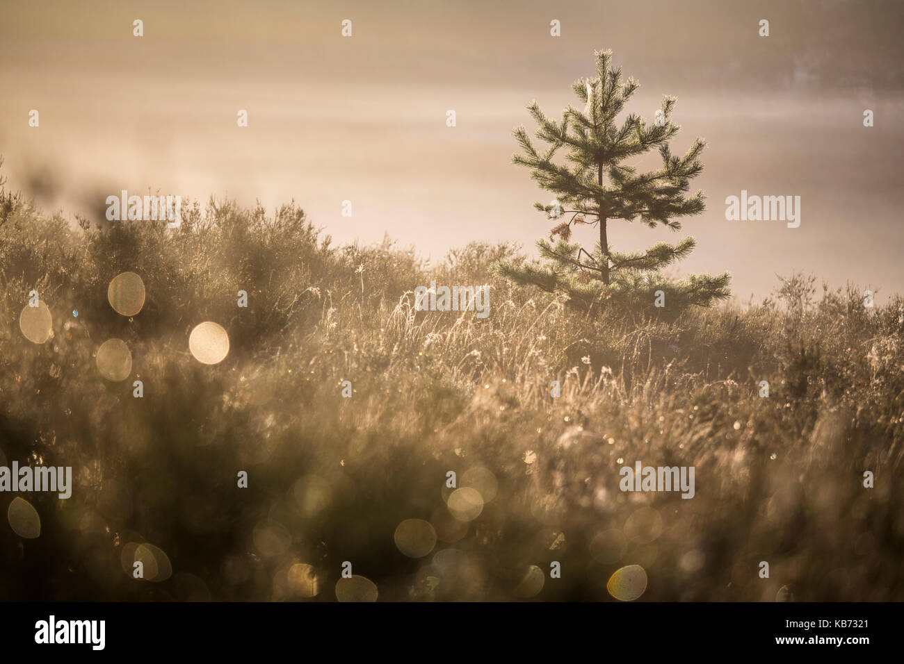 Young Scots Pine (Pinus sylvestris) standing in heathland, the ...