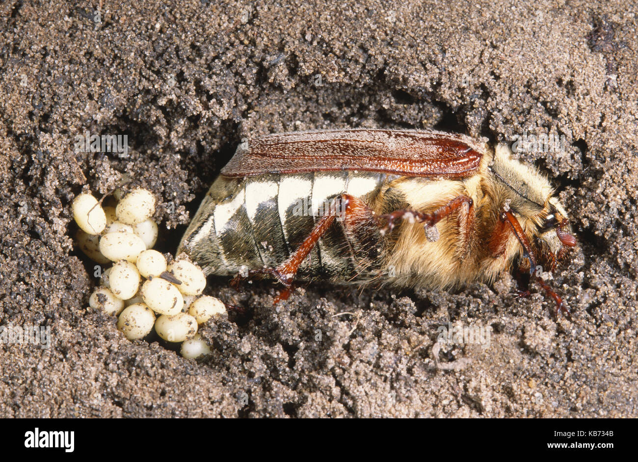 Cockchafer (Melolontha melolontha) adult laying eggs, Belgium Stock ...