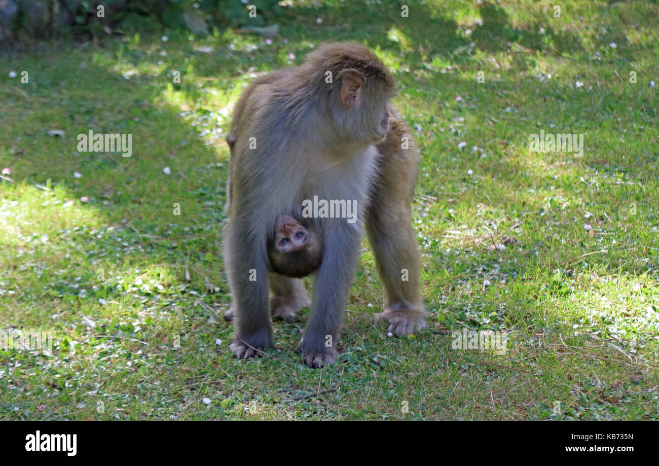 India. 27th Sep, 2017. An infant monkey clinging to the hair if its ...