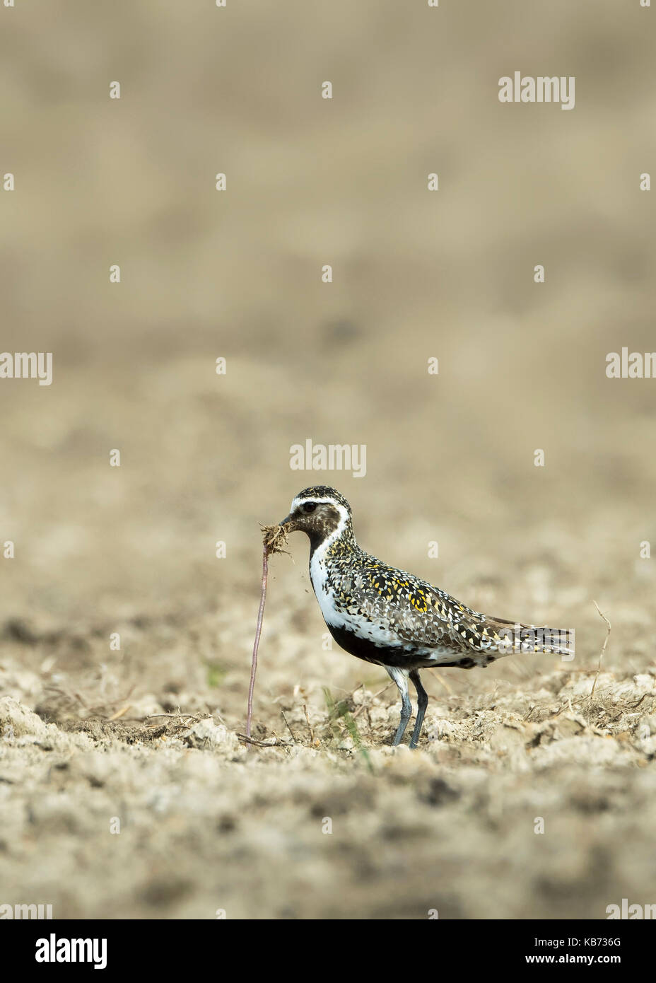 Bird pulling worm ground hi-res stock photography and images - Alamy