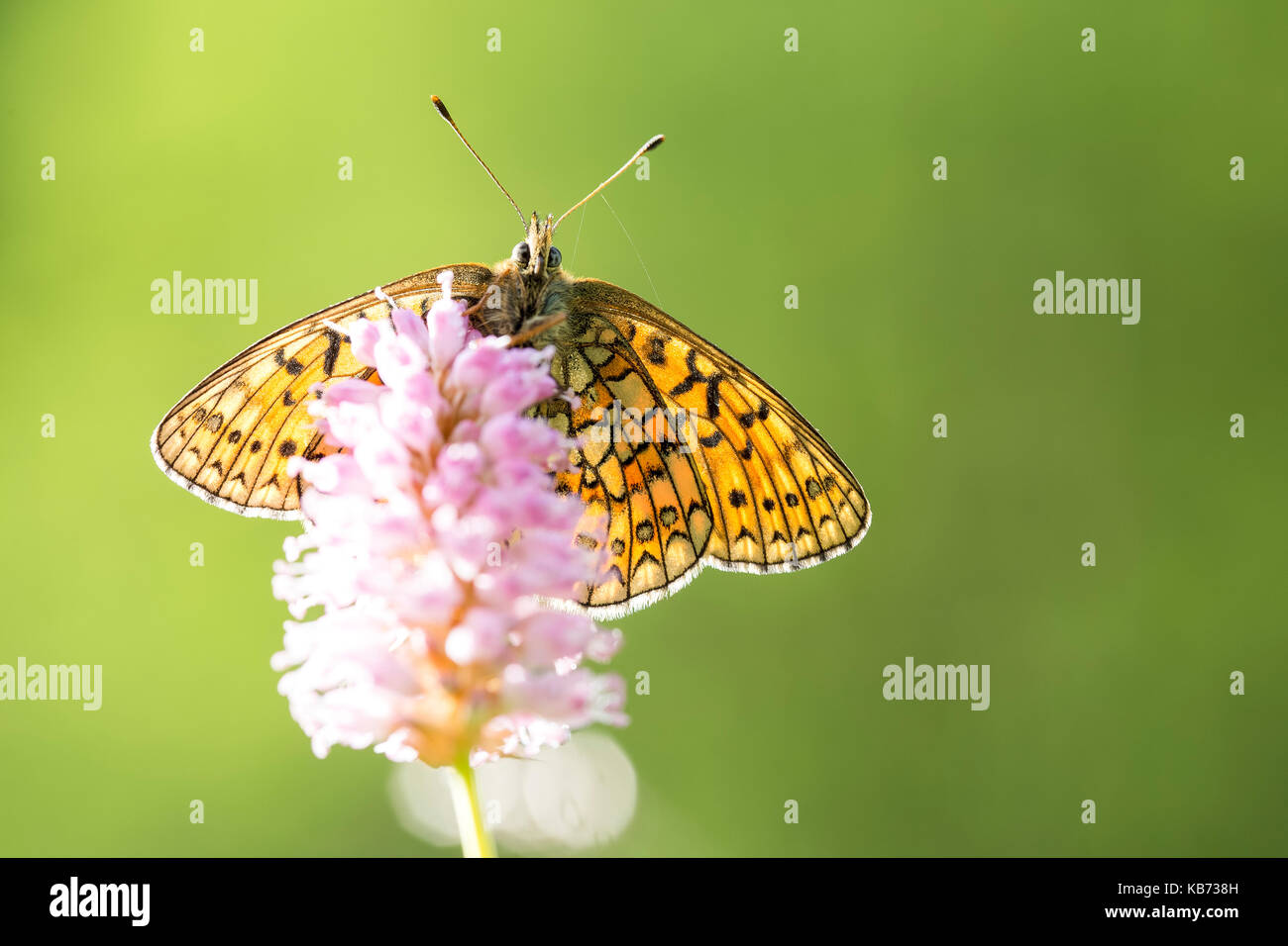 Eunomia hi-res stock photography and images - Alamy