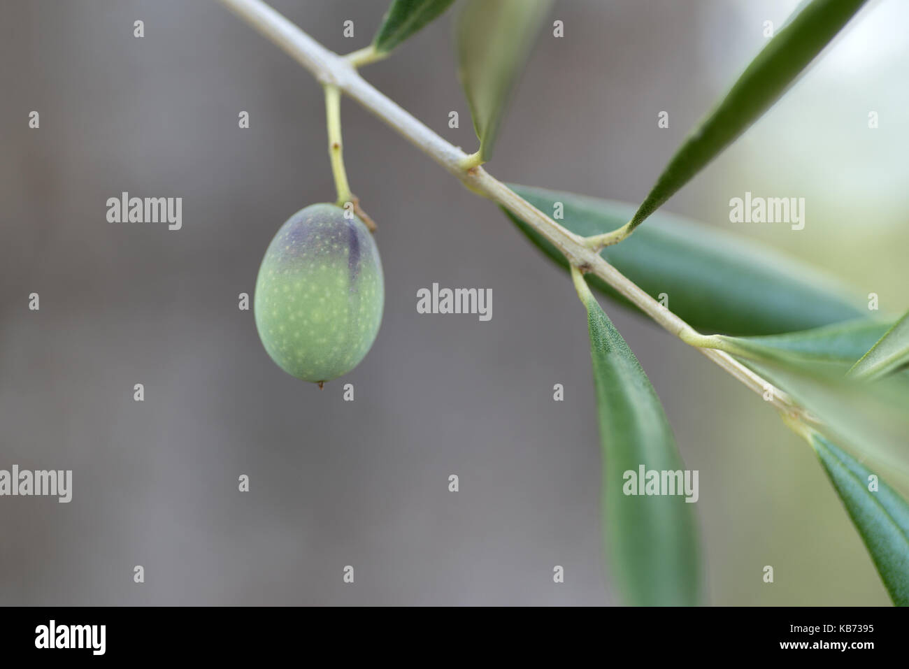 Ripening olive on the branch Stock Photo - Alamy