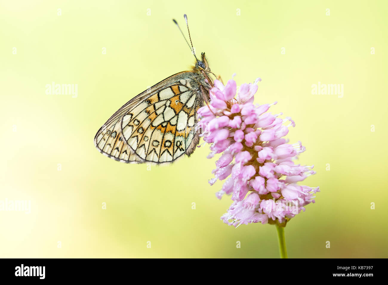 Bog Fritillary (Boloria eunomia) on European Bistort (Bistorta ...