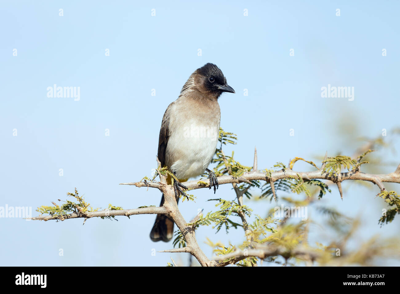 Common Bulbul (Pycnonotus barbatus) perched on a branch, South Africa ...