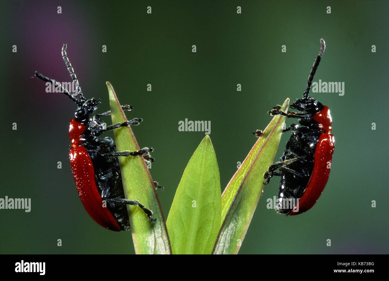 Lily beetles lilioceris lilii hi-res stock photography and images - Alamy