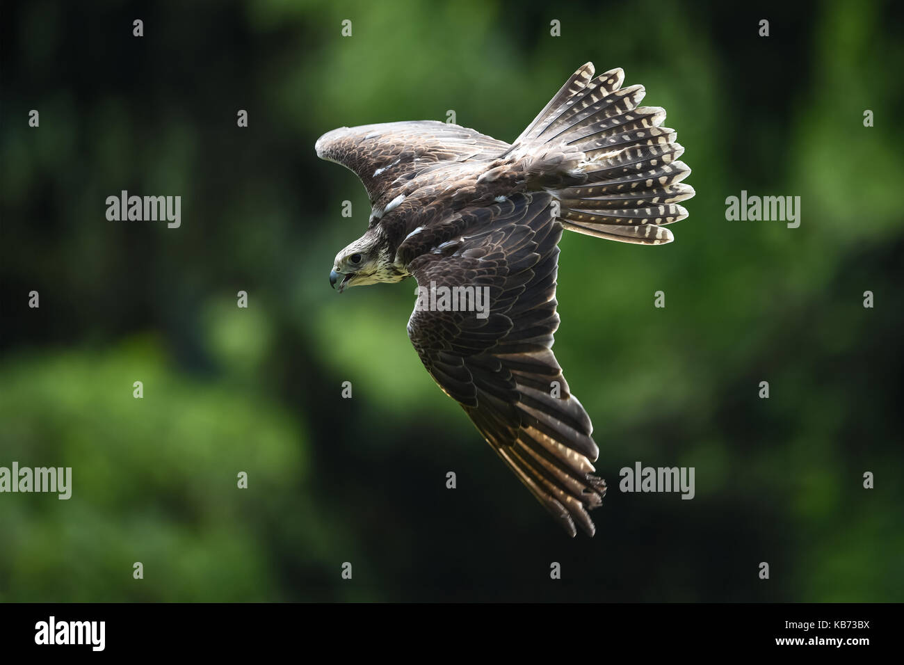 Peregrine Falcon (Falco peregrinus) diving to his prey, Germany, eifel ...