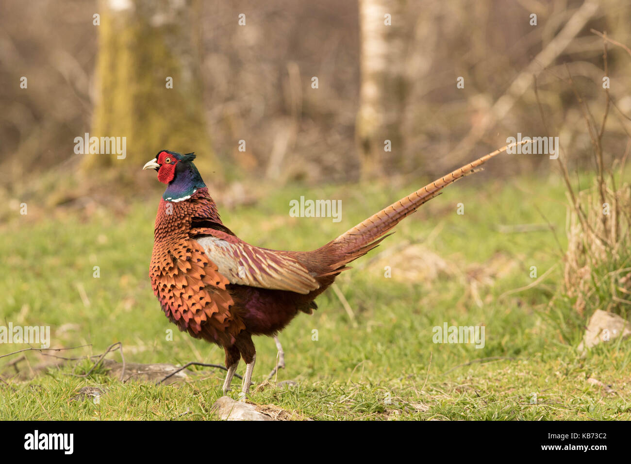 Male Common Pheasant (Phasianus colchicus) displaying, Scotland, United ...