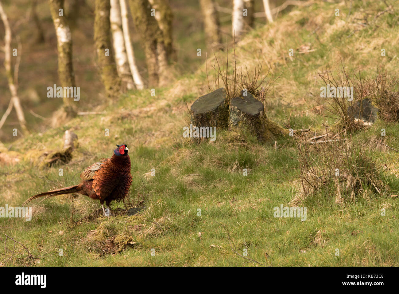 Male Common Pheasant (Phasianus colchicus) displaying, Scotland ...