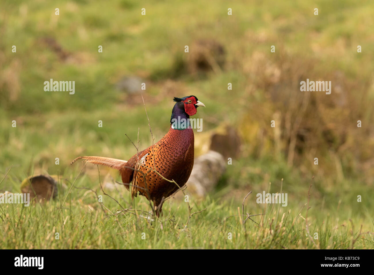 Male Common Pheasant (Phasianus colchicus) standing, Scotland, United ...