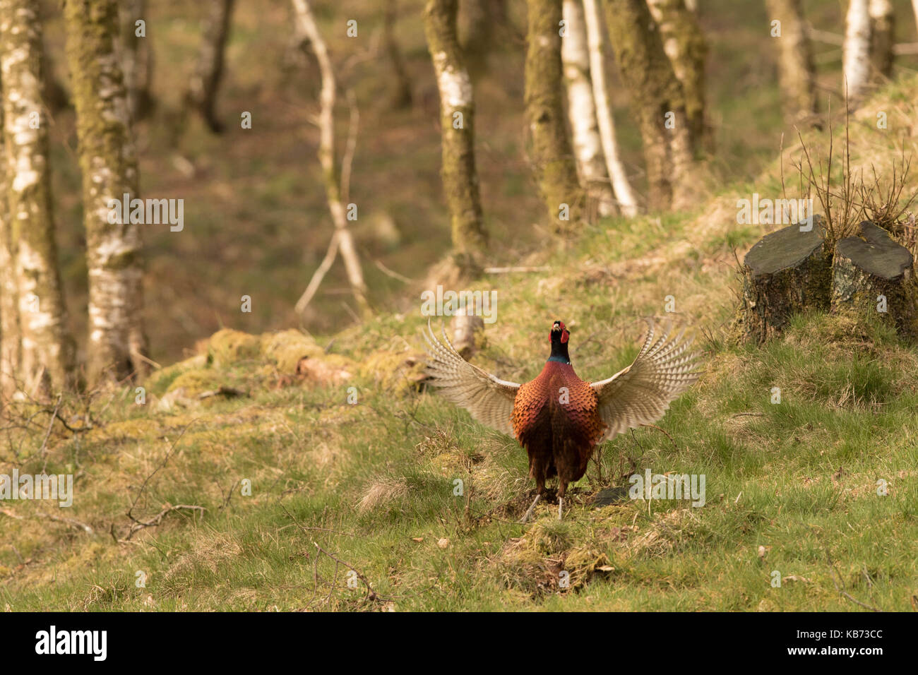 Male Common Pheasant (Phasianus colchicus) Displaying, Scotland, United ...