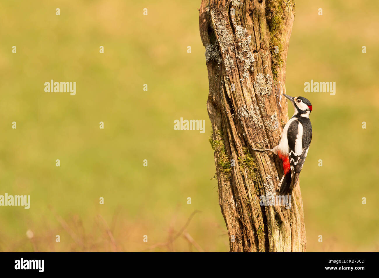 Great Spotted Woodpecker (Dendrocopos major) perched against vertical ...