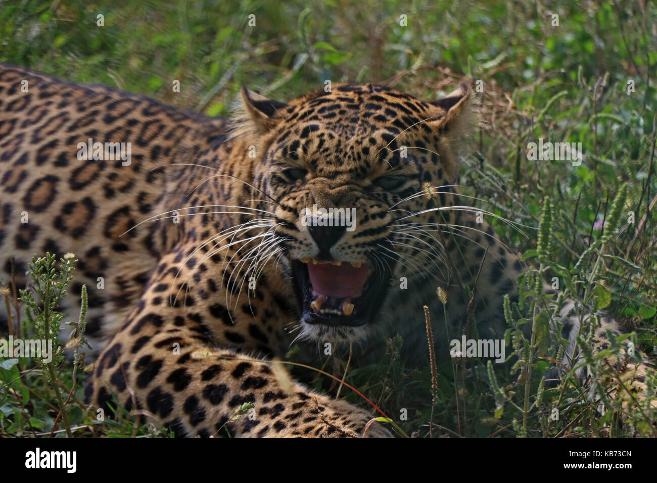 India. 27th Sep, 2017. A leopard roaring at the wild animals rescue ...