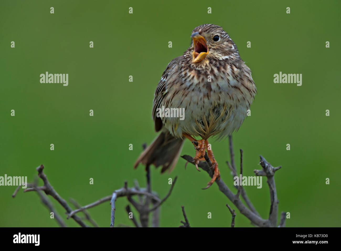 Corn Bunting (Miliaria calandra) loud singing from a scrub bush, Spain ...