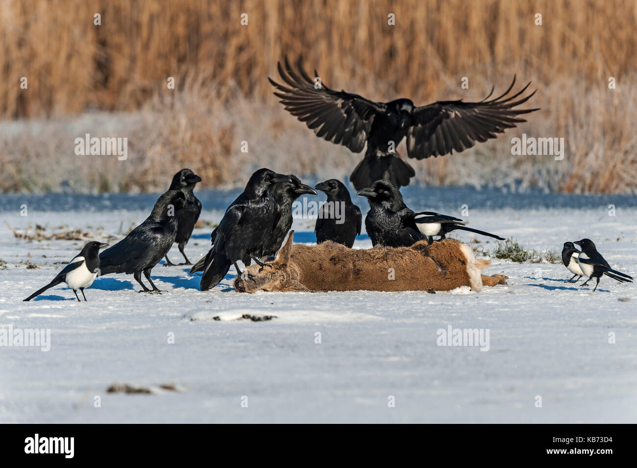 Germany corvus corax side hi-res stock photography and images - Alamy