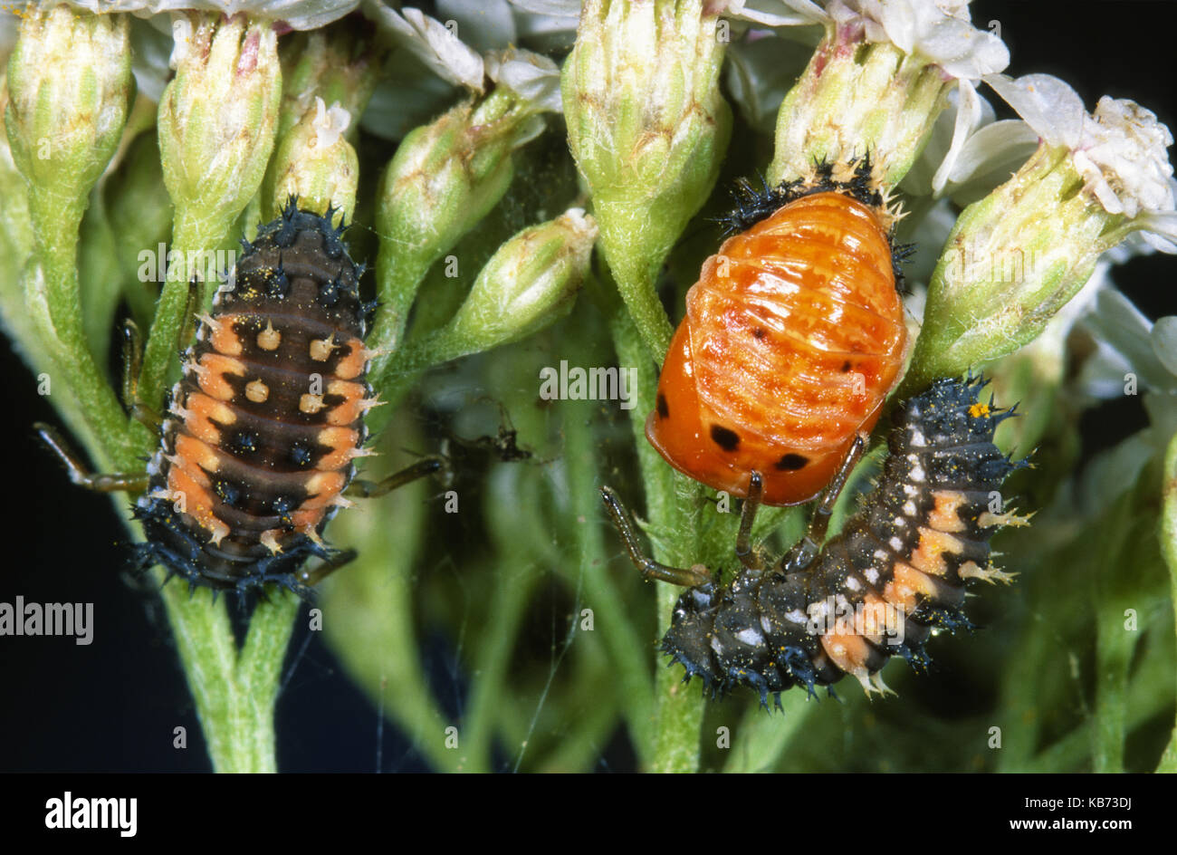 Asian Ladybird Beetle (Harmonia axyridis) larvae and one pupa on ...