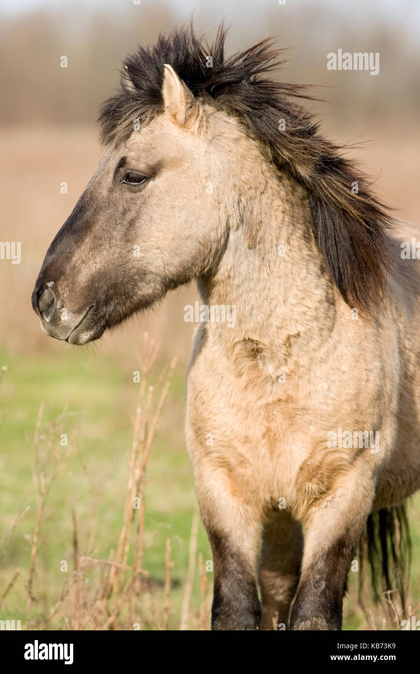 Wild Horse (Equus caballus), Flevoland, The Netherlands Stock Photo - Alamy