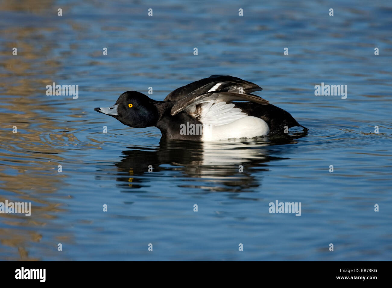 Netherlands duck hi-res stock photography and images - Alamy