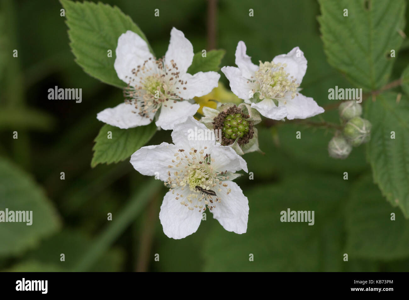 Bramble (Rubus fruticosus) flowers in close-up, The Netherlands ...