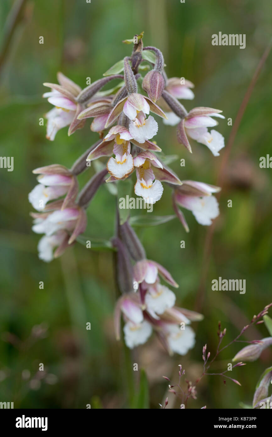 Marsh Helleborine (Epipactis palustris) flower in close up, The ...