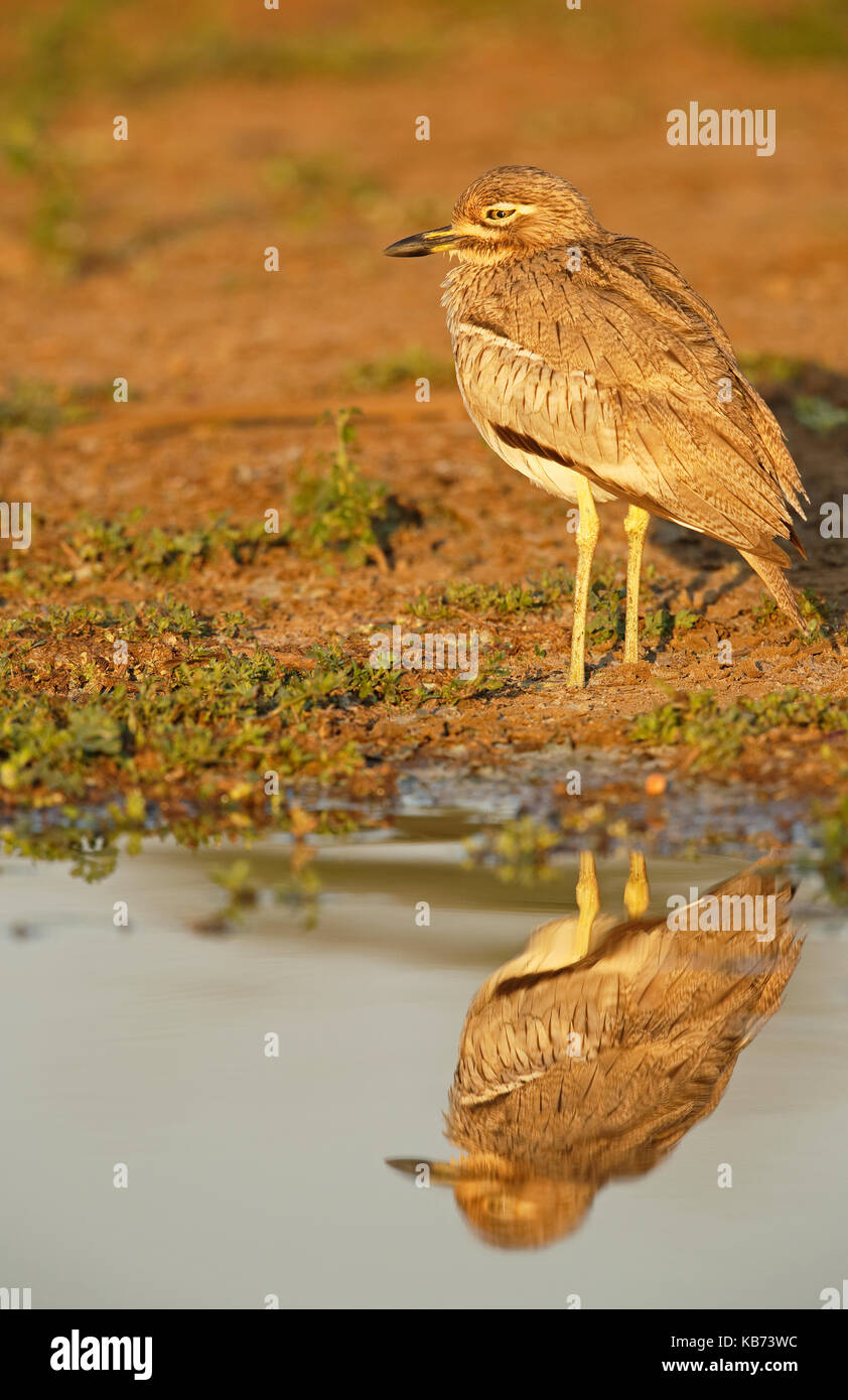 Water Thick-knee (Burhinus vermiculatus) also known as Water Dikkop ...