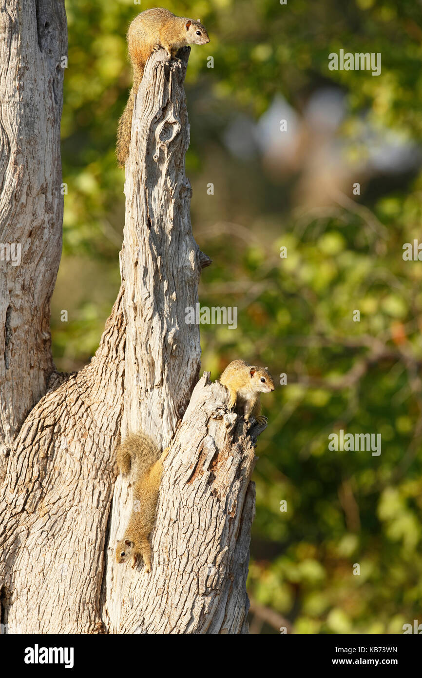 Smith's Bush Squirrel (Paraxerus cepapi) sitting on a tree, basking in ...